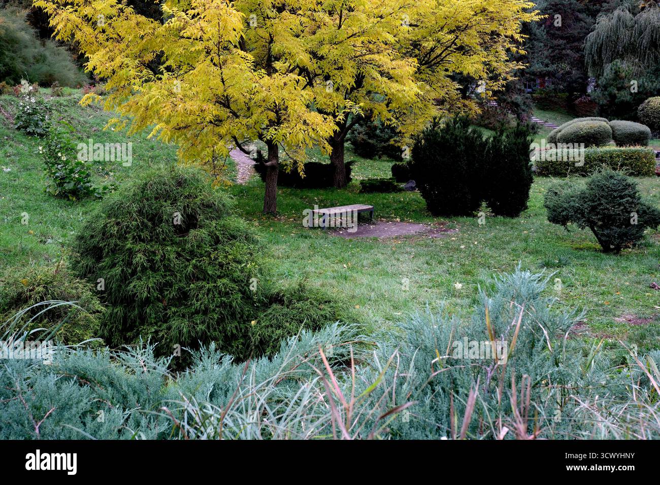 Bright yellow leaves shine under hi-res stock photography and images ...