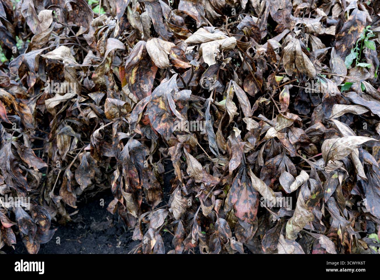 Withering leaves cover the ground, depicting the transition to autumn ...