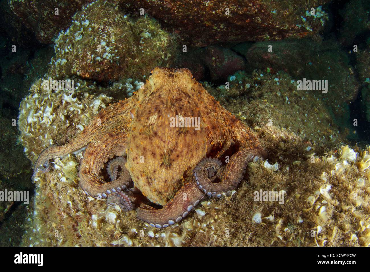 An experienced octopus watches us from outside its marine shelter Stock ...