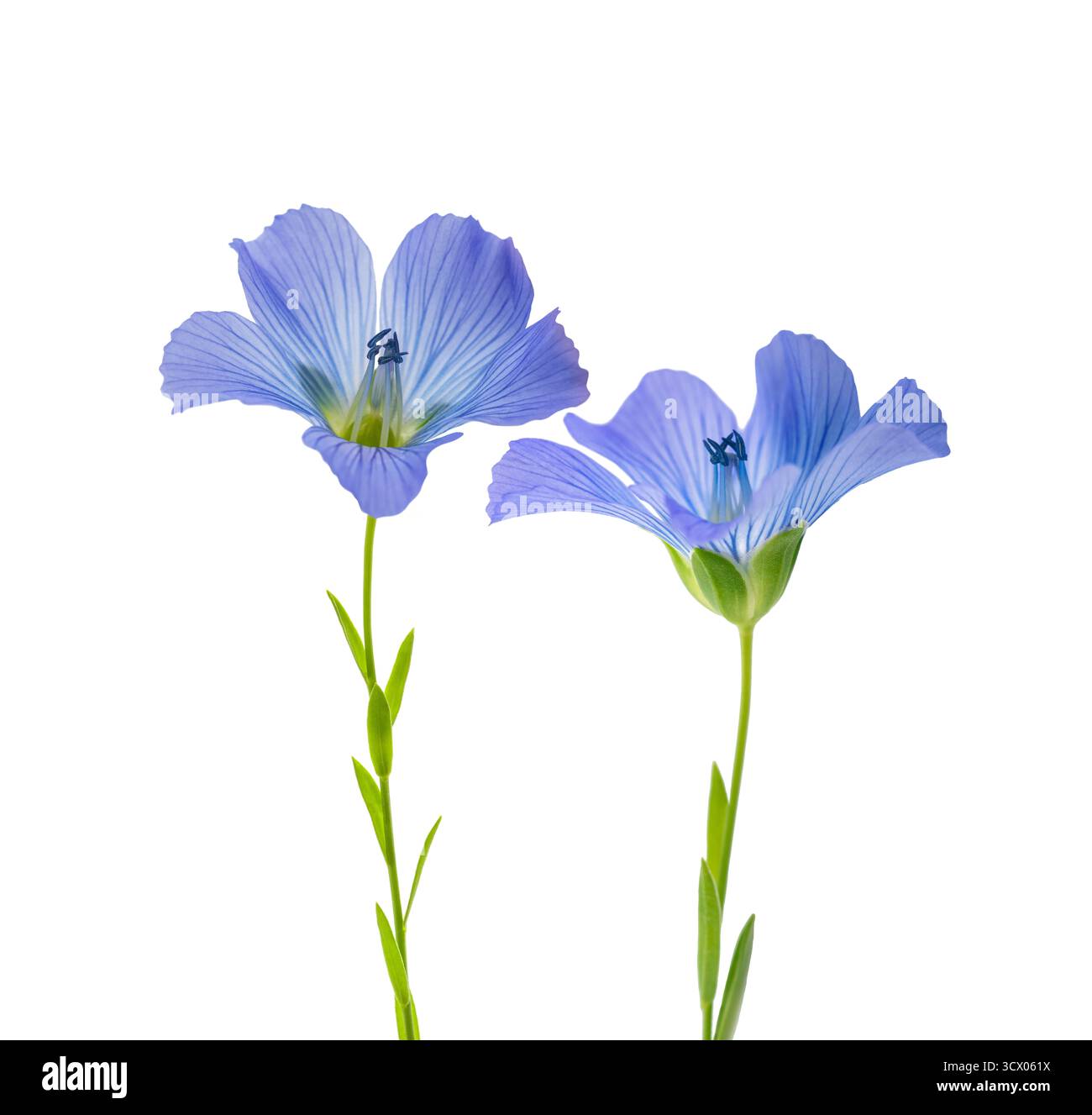 Blue flowers floral nature Cut Out Stock Images & Pictures - Alamy