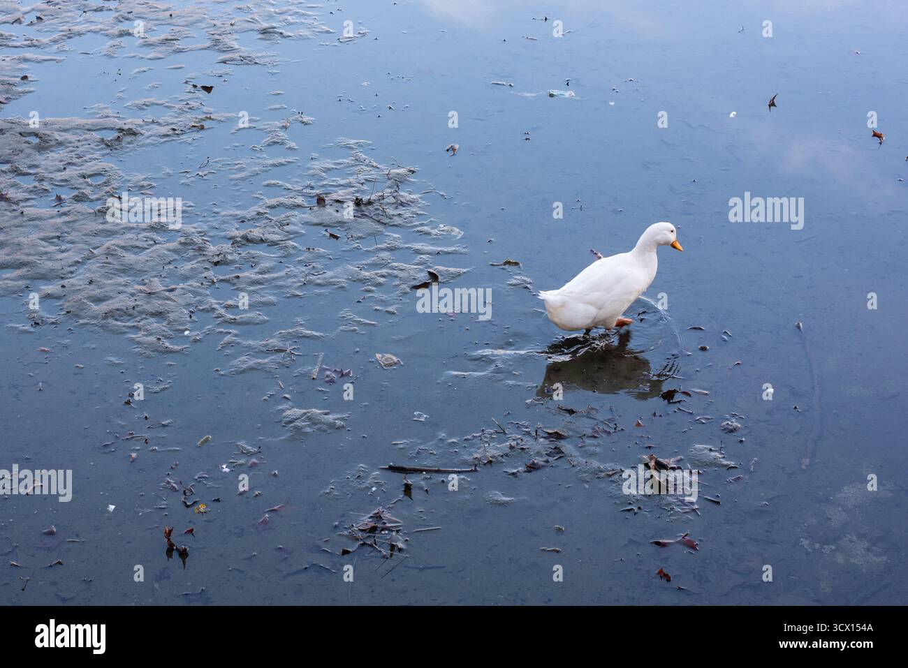 White duck walks through hi-res stock photography and images - Alamy