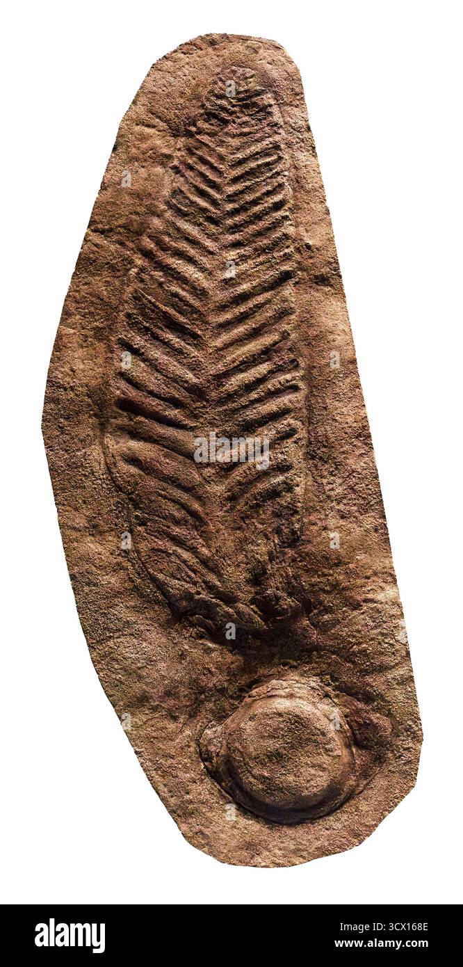Frond fossil Cut Out Stock Images & Pictures - Alamy