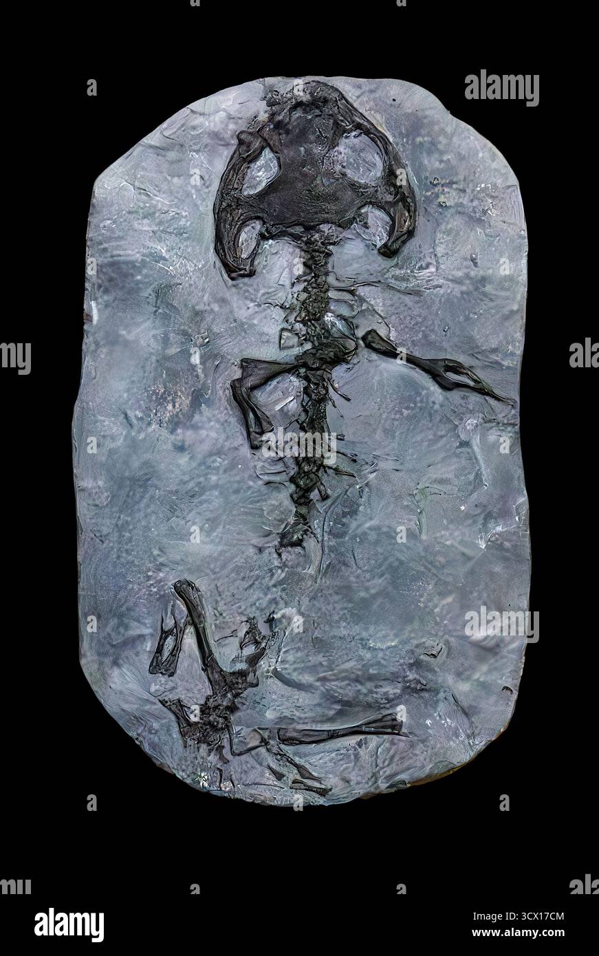 Salamander ancestor fossil hi-res stock photography and images - Alamy