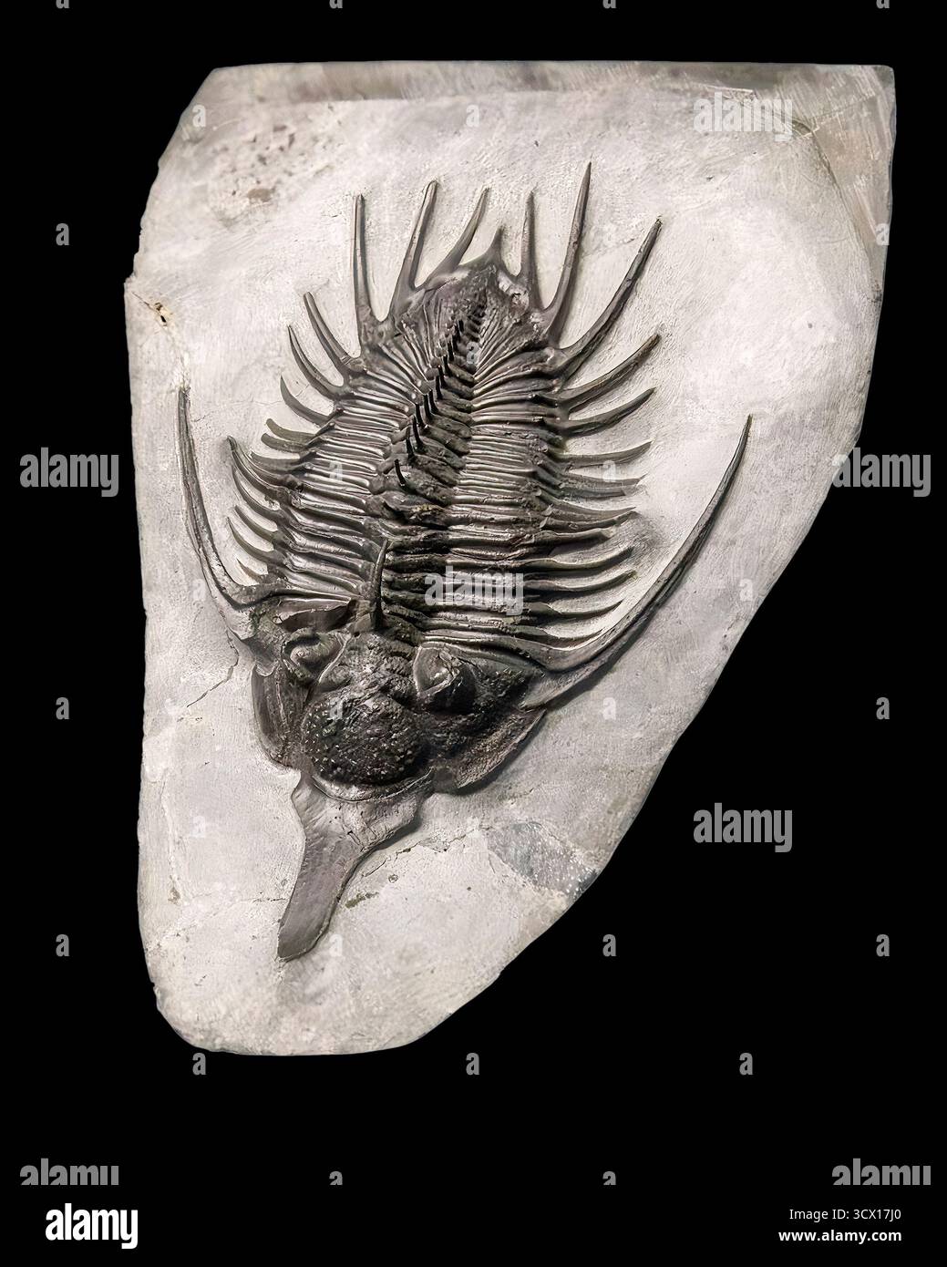 Spiny fossil trilobite hi-res stock photography and images - Alamy