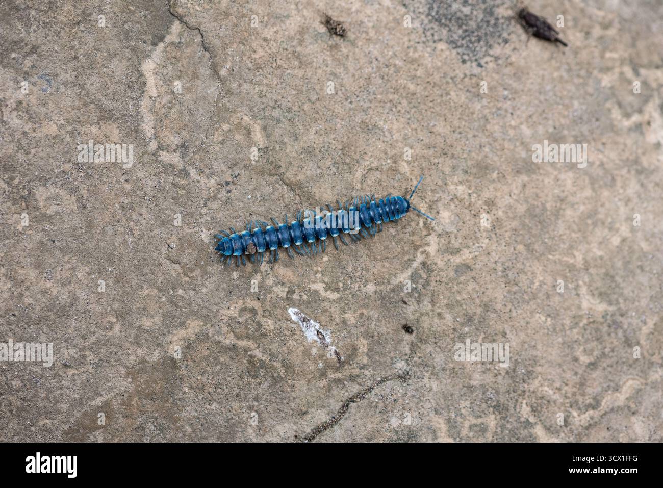 A blue Flat-backed Millipede (family Rhachodesmidae) from Mexico. It is ...