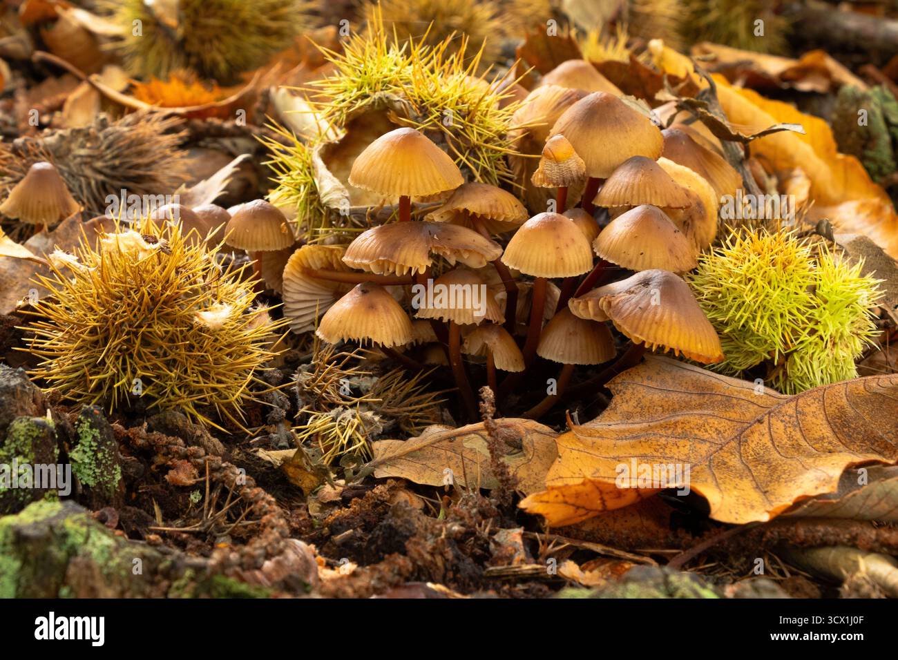 Macro Close-Up Autumnal Scene of Clustered Bonnet (Mycena inclinata ...