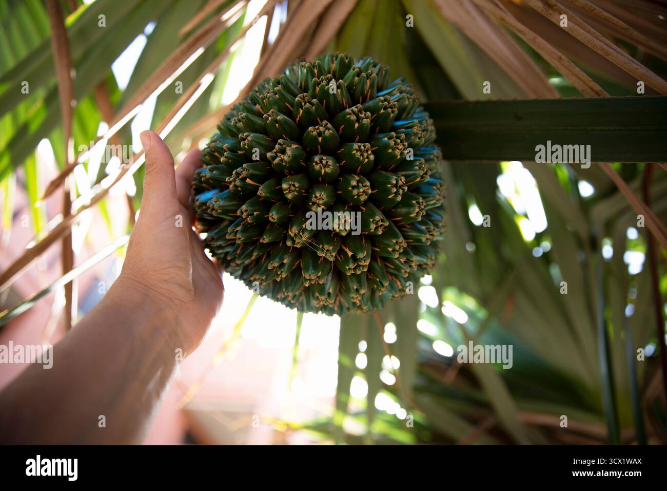 Human hand touching pandanus fruit growing on tropical tree symbol of ...