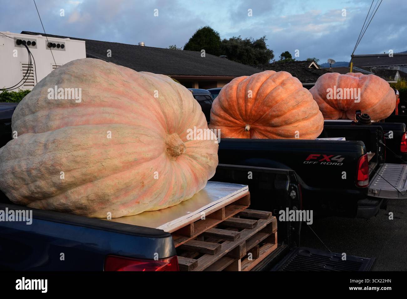Giant pumpkins sit on the beds of pick-up trucks at the 52nd annual World Championship Pumpkin ...