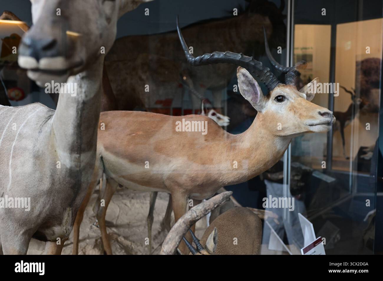 London, United Kingdom, October 7 2025. Interior of The Natural History ...