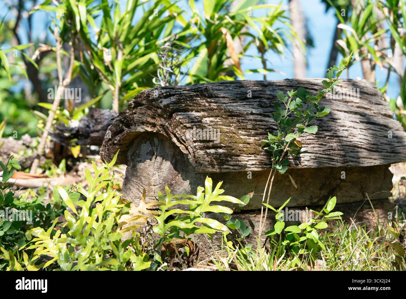 A traditional wooden tomb from Madagascar, carved from a single tree ...