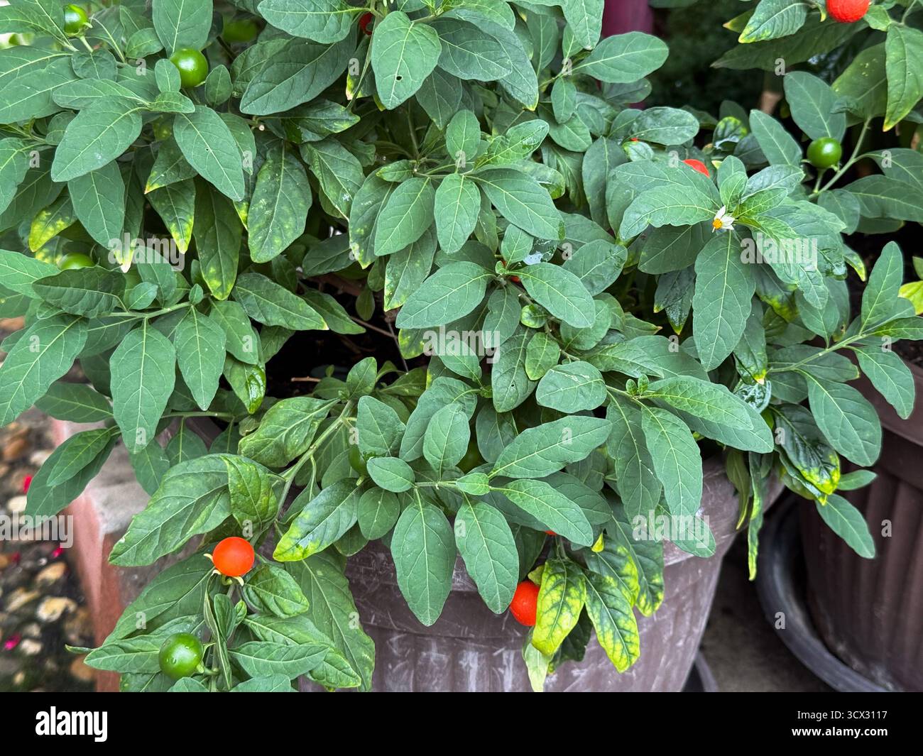 Potted Winter cherry plants or Jerusalem cherry Solanum Pseudocapsicum ...