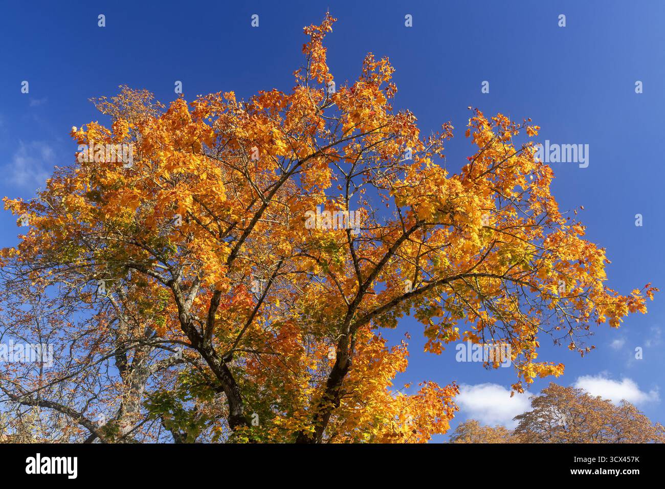 Nancy, France - View of the Place Carnot with its large trees in ...
