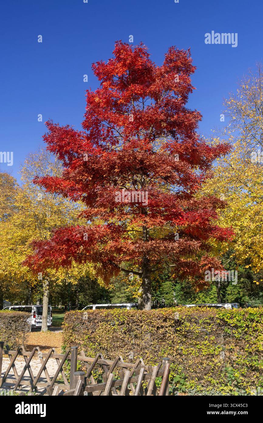 Nancy, France - View of a maple tree with red leaves in the Pépinière ...