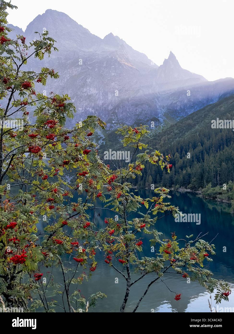 Rowan tree with red berries above Morskie Oko lake and mountain peaks ...