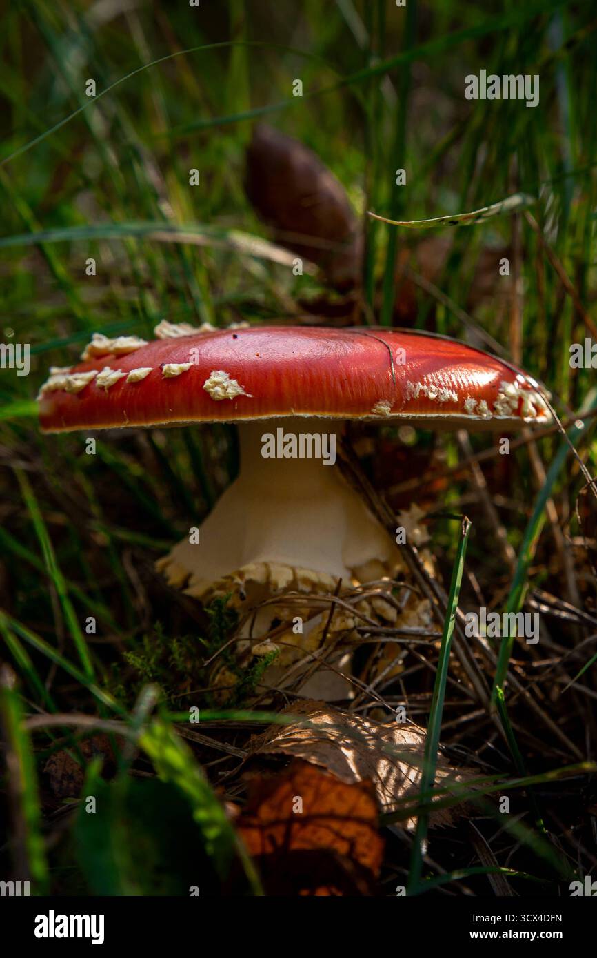 rote Pilze in Dänemark im September 2022 Fliegenpilze am Waldrand ...