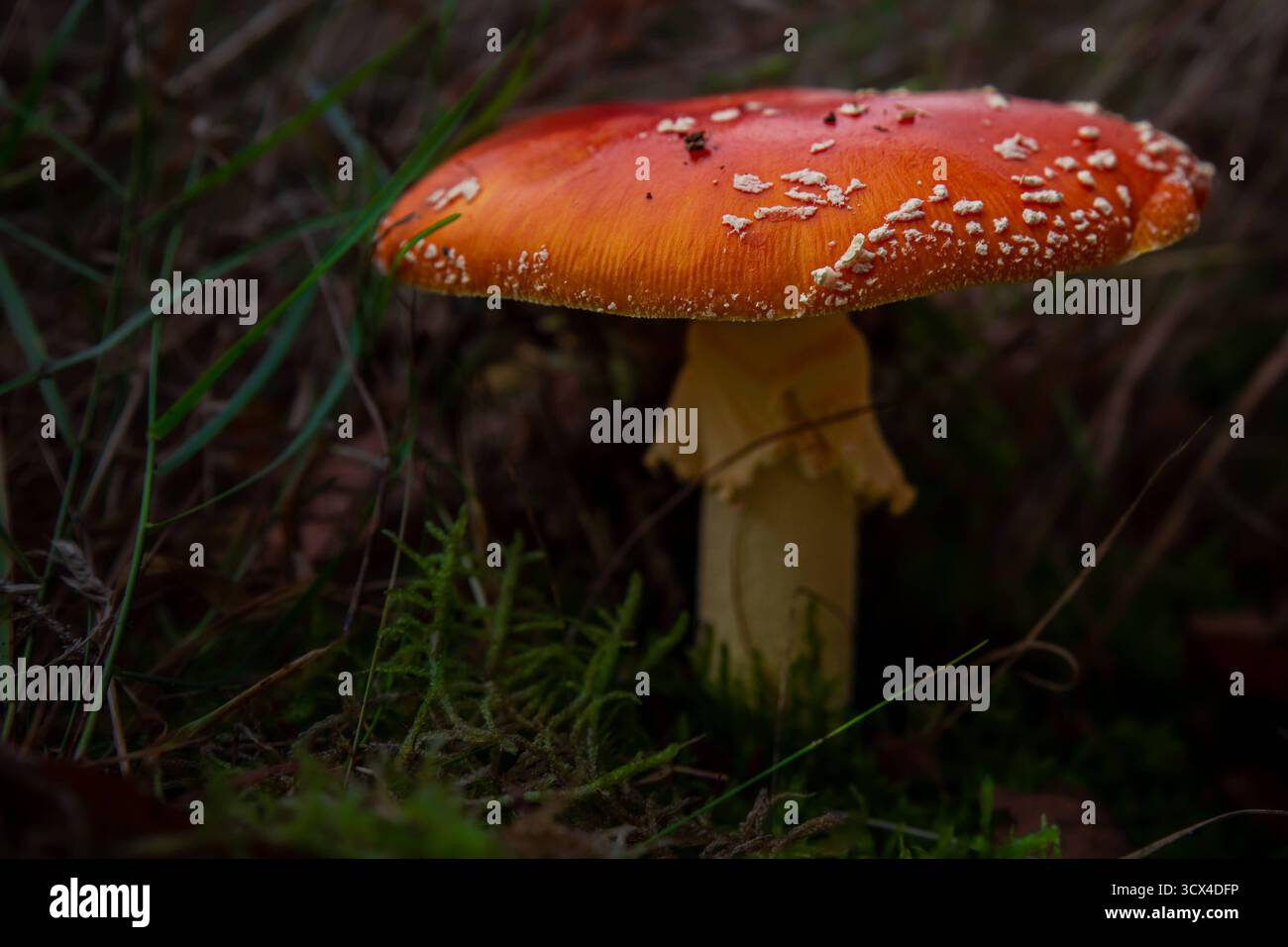 rote Pilze in Dänemark im September 2022 Fliegenpilze am Waldrand ...
