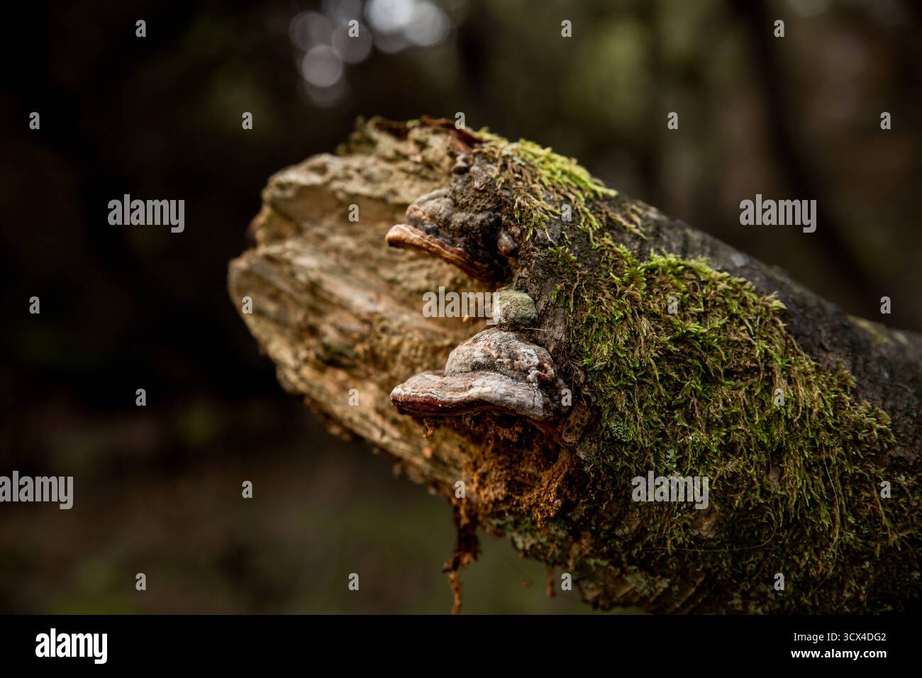 Pilze im Sauerland im September 2022 beige Baumpilze *** Mushrooms in ...