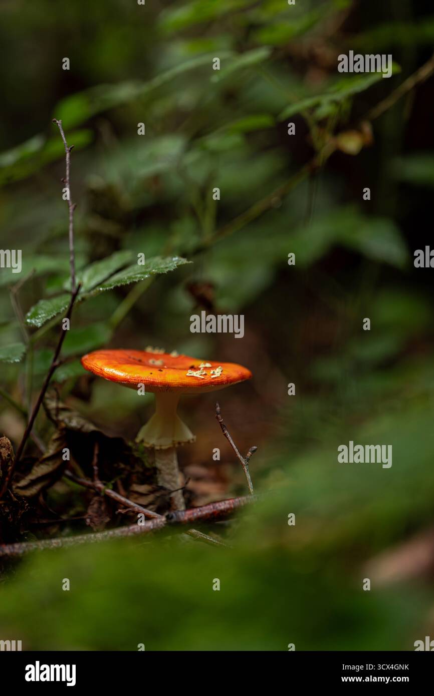 rote Pilze im Sauerland am 25.09.2025 Fliegenpilze im Wald *** red ...