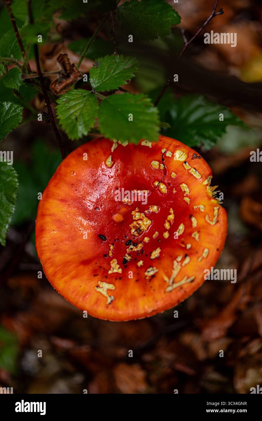 rote Pilze im Sauerland am 25.09.2025 Fliegenpilze im Wald *** red ...