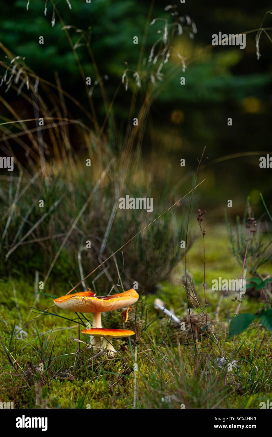rote Pilze im Sauerland am 02.10.2025 Fliegenpilze im Wald *** red ...