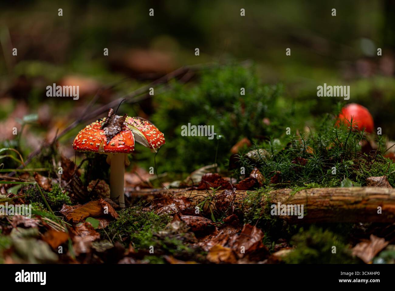rote Pilze im Sauerland am 25.09.2025 Fliegenpilze im Wald *** red ...