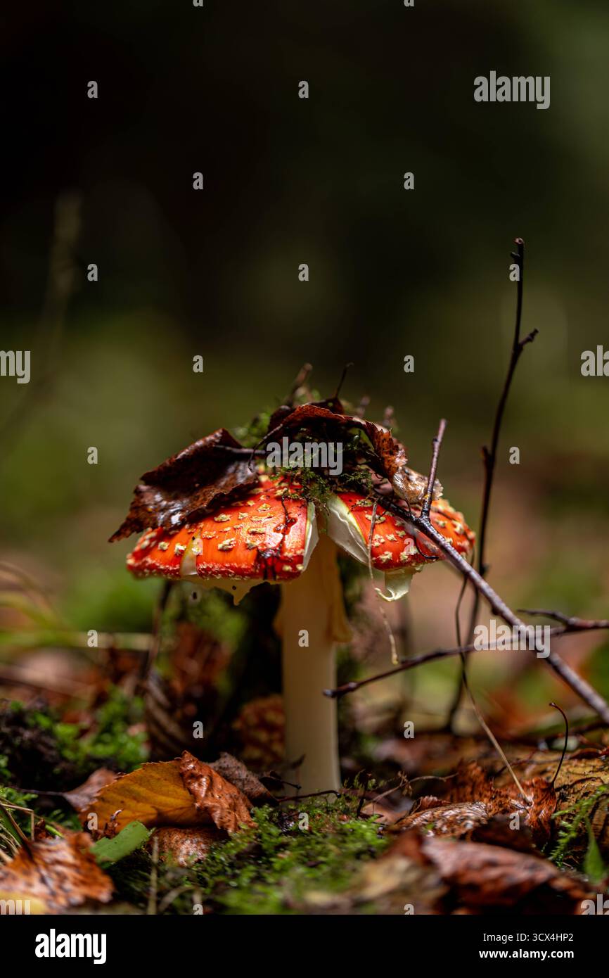 rote Pilze im Sauerland am 25.09.2025 Fliegenpilze im Wald *** red ...
