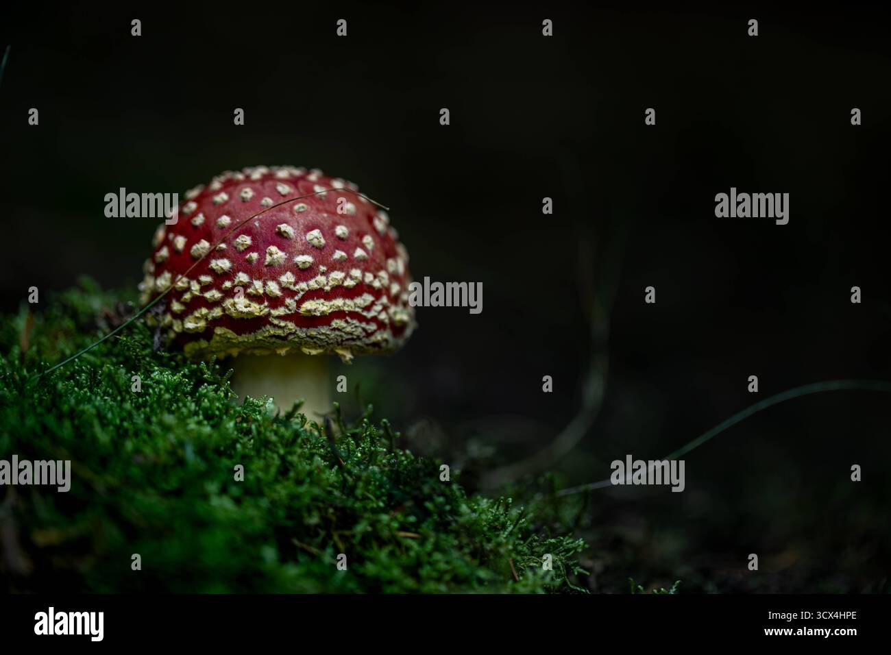rote Pilze im Sauerland am 02.10.2025 Fliegenpilze im Wald *** red ...
