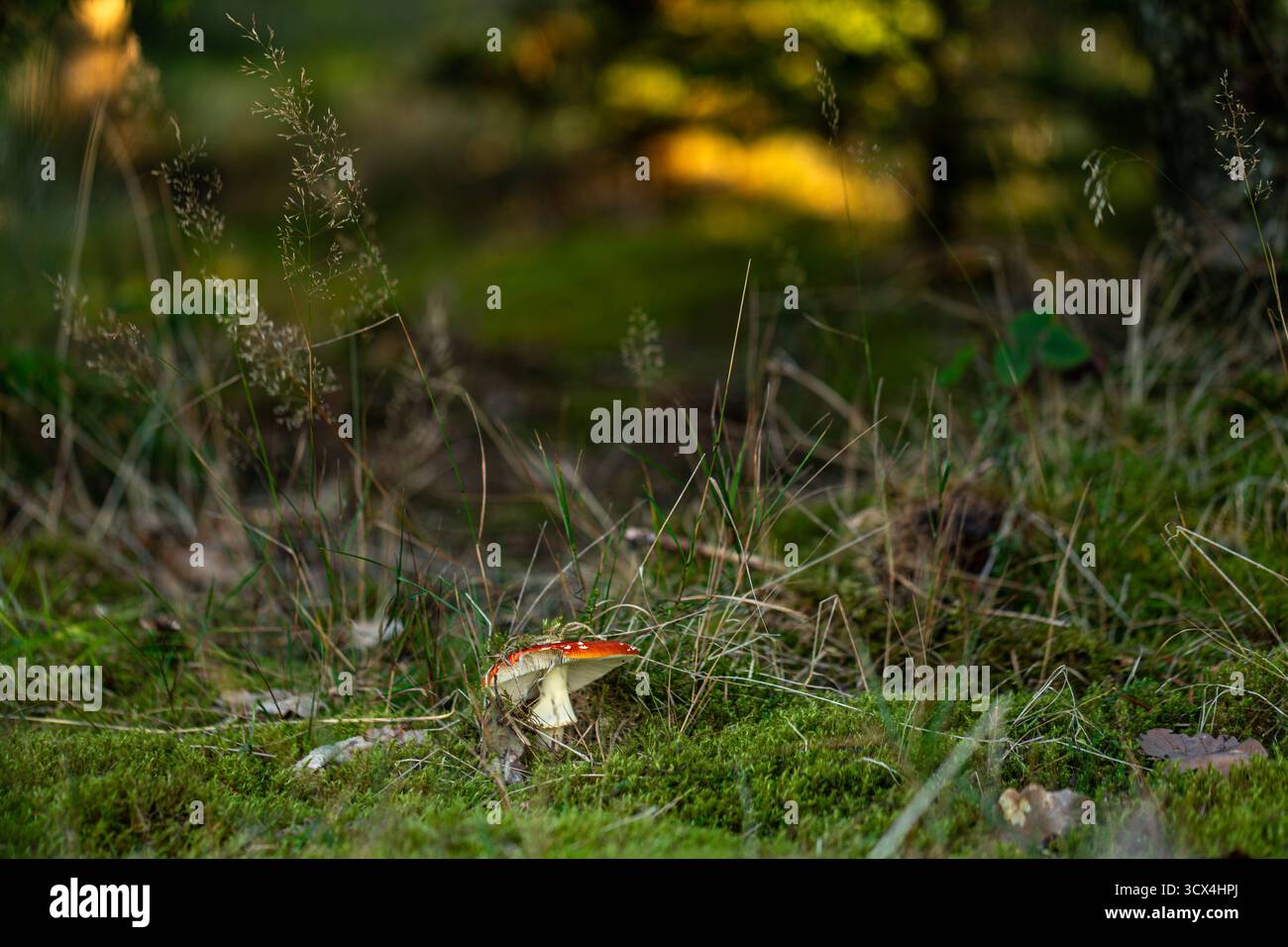 rote Pilze im Sauerland am 02.10.2025 Fliegenpilze im Wald *** red ...