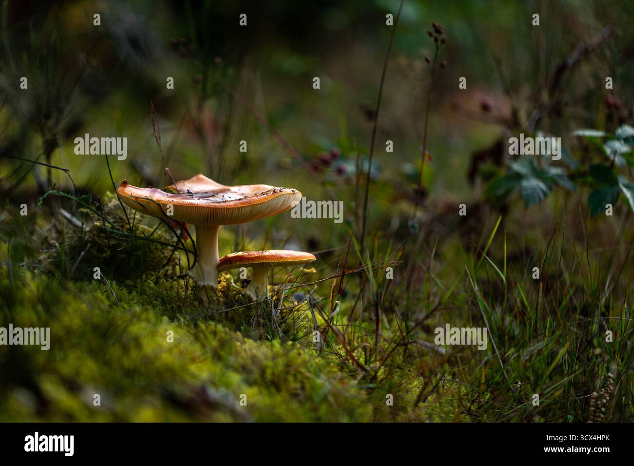 rote Pilze im Sauerland am 02.10.2025 Fliegenpilze im Wald *** red ...