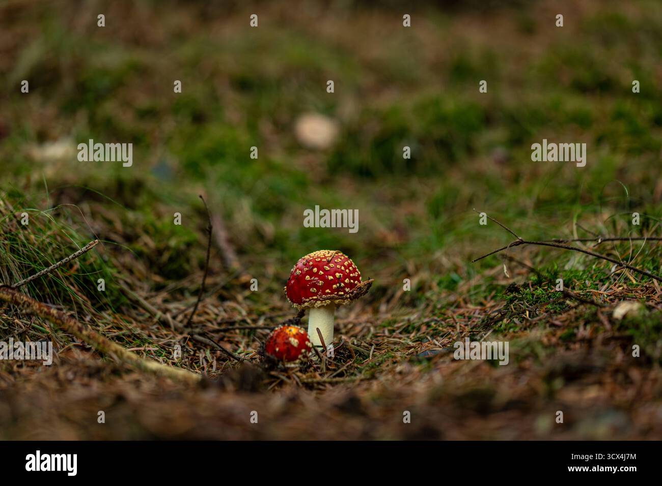 rote Pilze im Sauerland am 02.10.2025 Fliegenpilze im Wald *** red ...