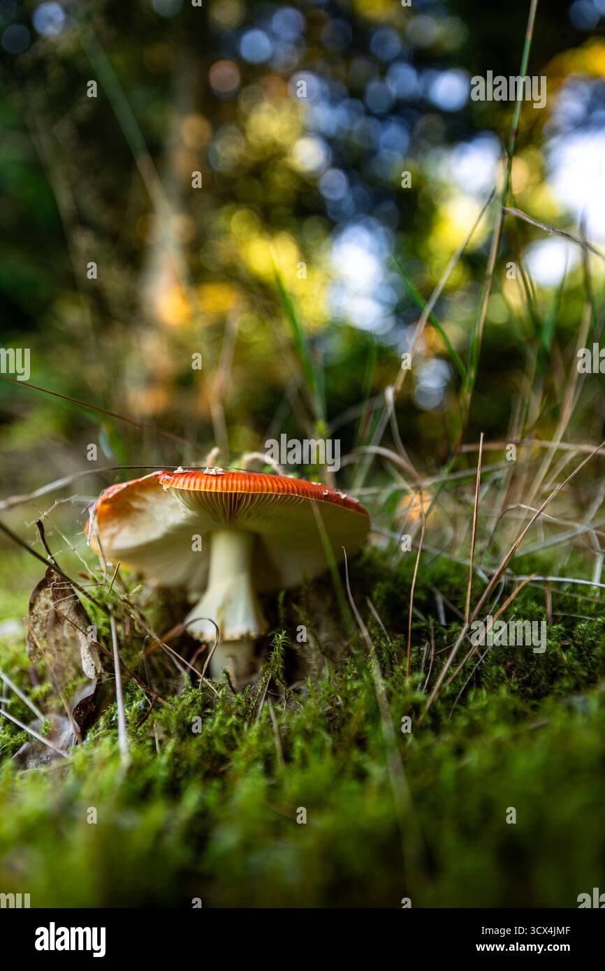 rote Pilze im Sauerland am 02.10.2025 Fliegenpilze im Wald *** red ...