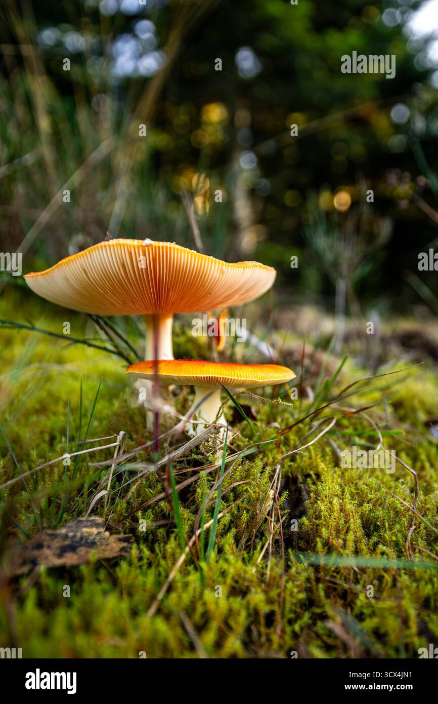 rote Pilze im Sauerland am 02.10.2025 Fliegenpilze im Wald *** red ...