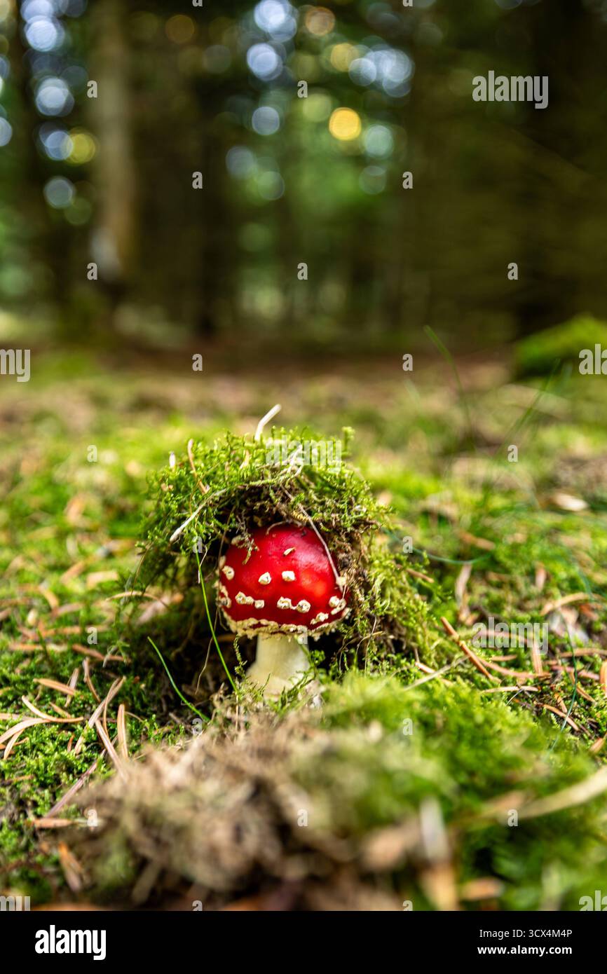 rote Pilze im Sauerland am 02.10.2025 Fliegenpilze im Wald *** red ...