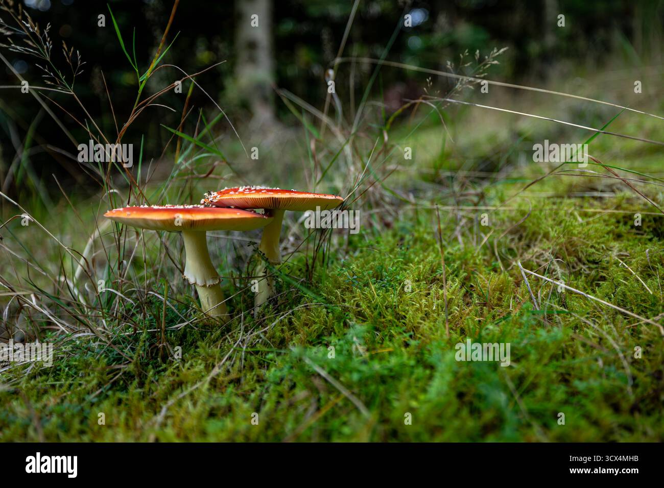 rote Pilze im Sauerland am 02.10.2025 Fliegenpilze im Wald *** red ...