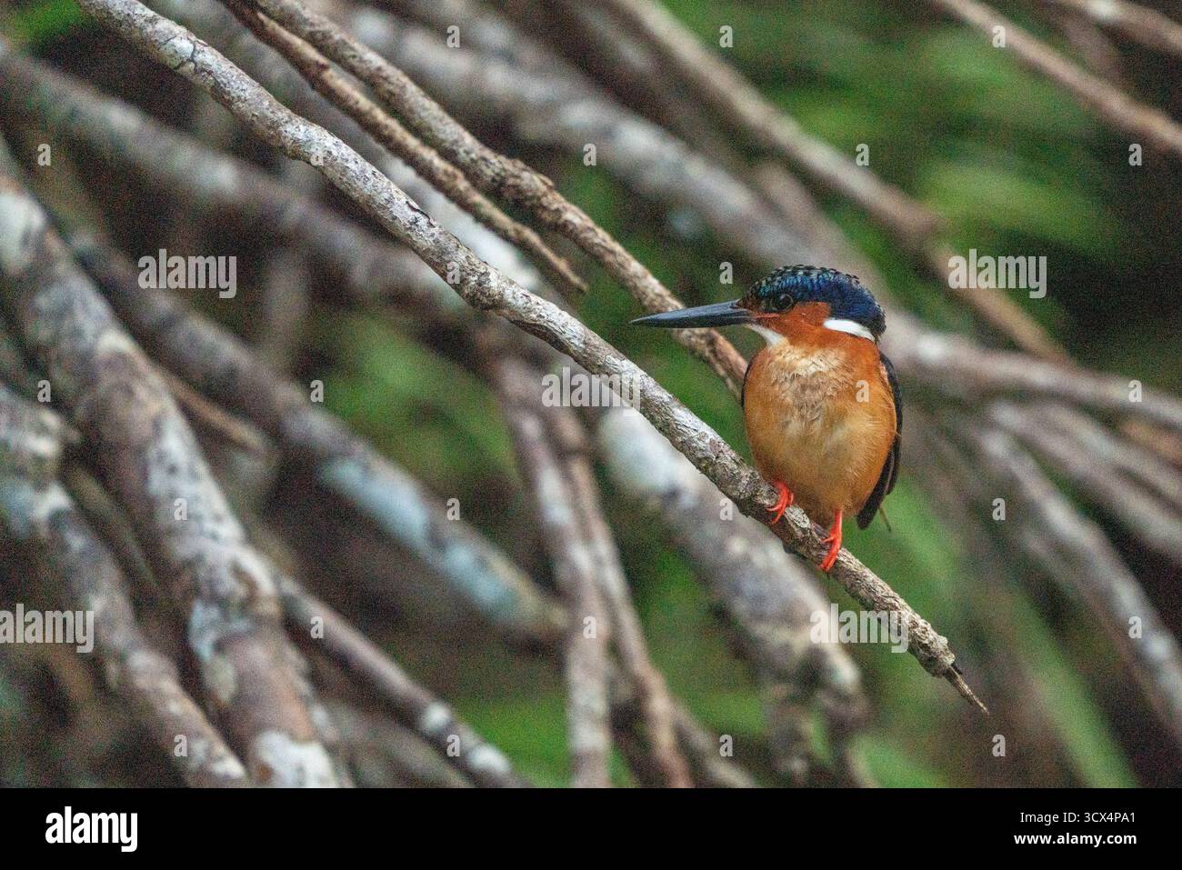Madagascar Malachite Kingfisher (Corythornis vintsioides) perched on a ...