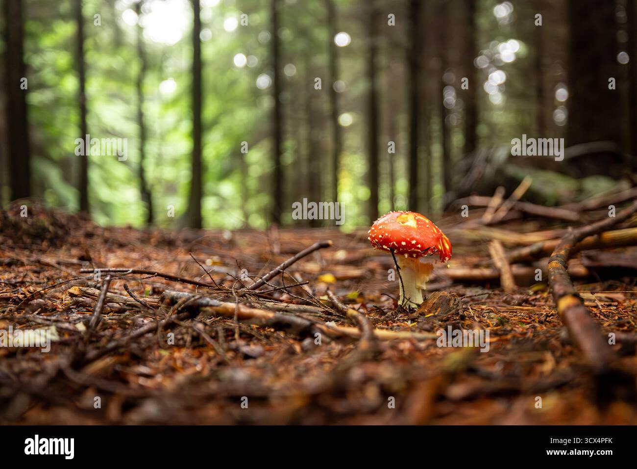 rote Pilze im Sauerland am 08.10.2025 Fliegenpilze im Wald *** red ...
