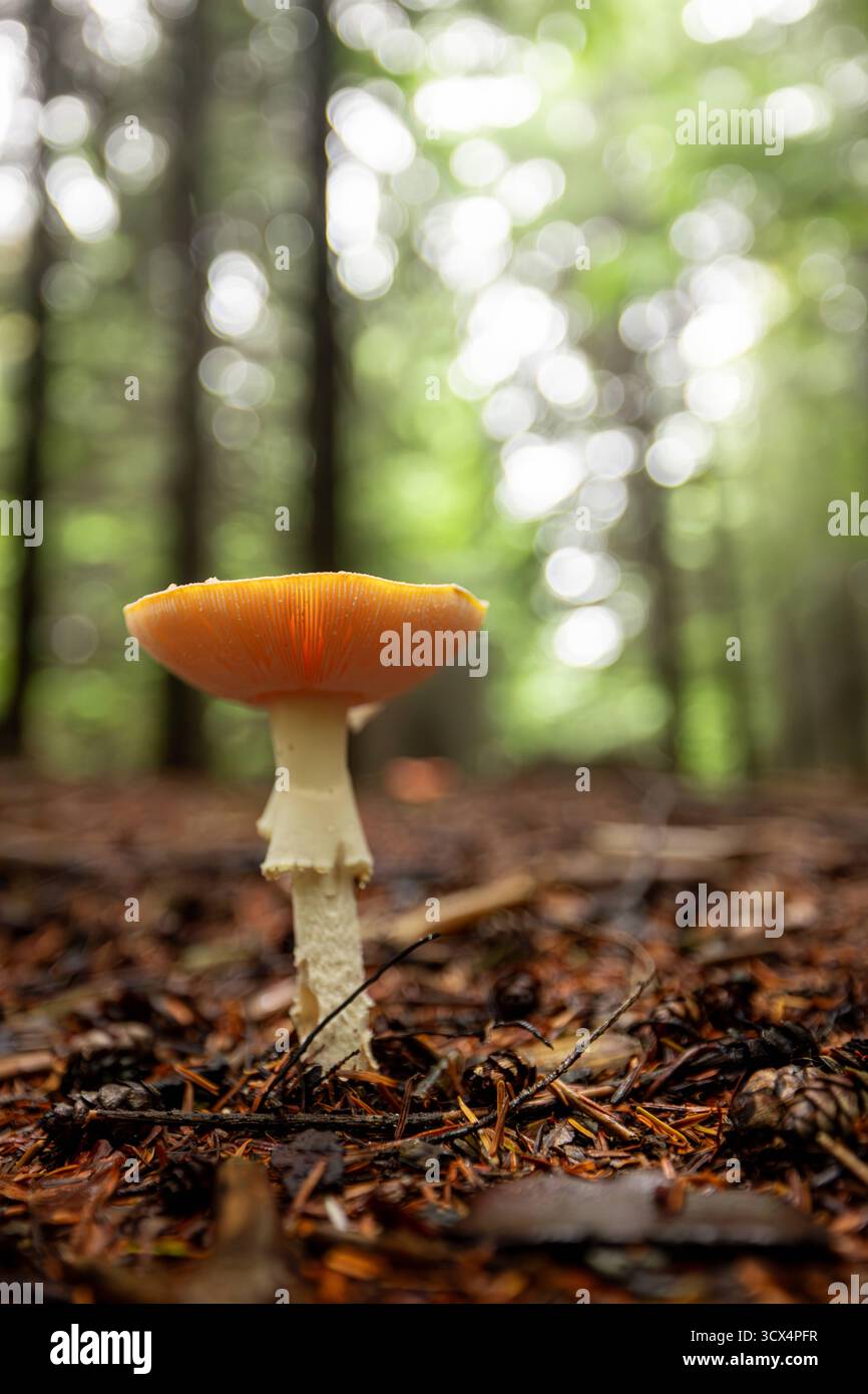 rote Pilze im Sauerland am 08.10.2025 Fliegenpilze im Wald *** red ...