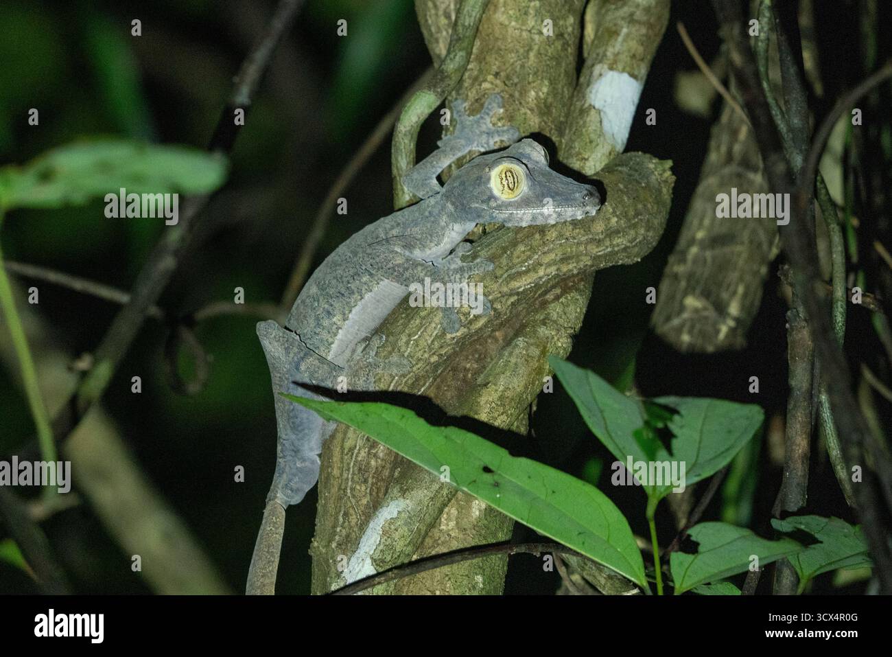 Mossy Leaf-Tailed Gecko (Uroplatus sikorae) at night in Tampolo ...