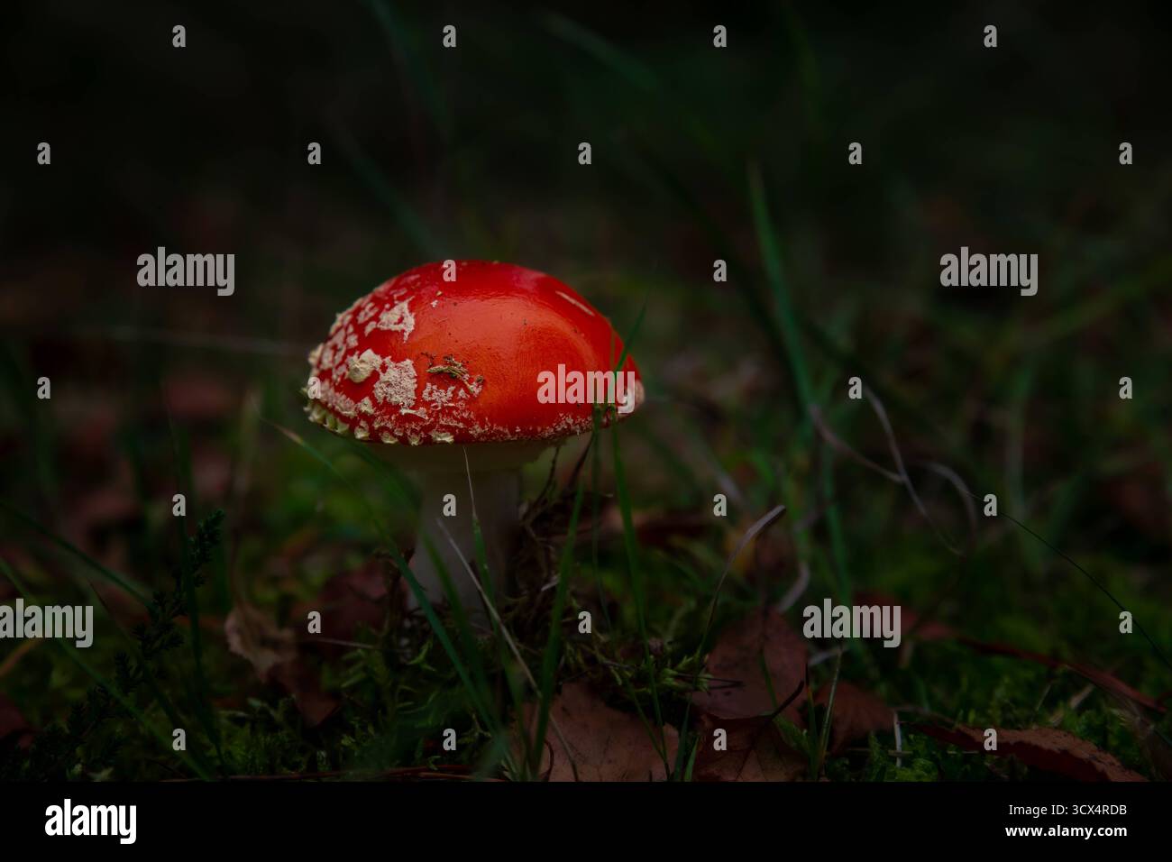 rote Pilze in Dänemark im September 2022 Fliegenpilze am Waldrand ...