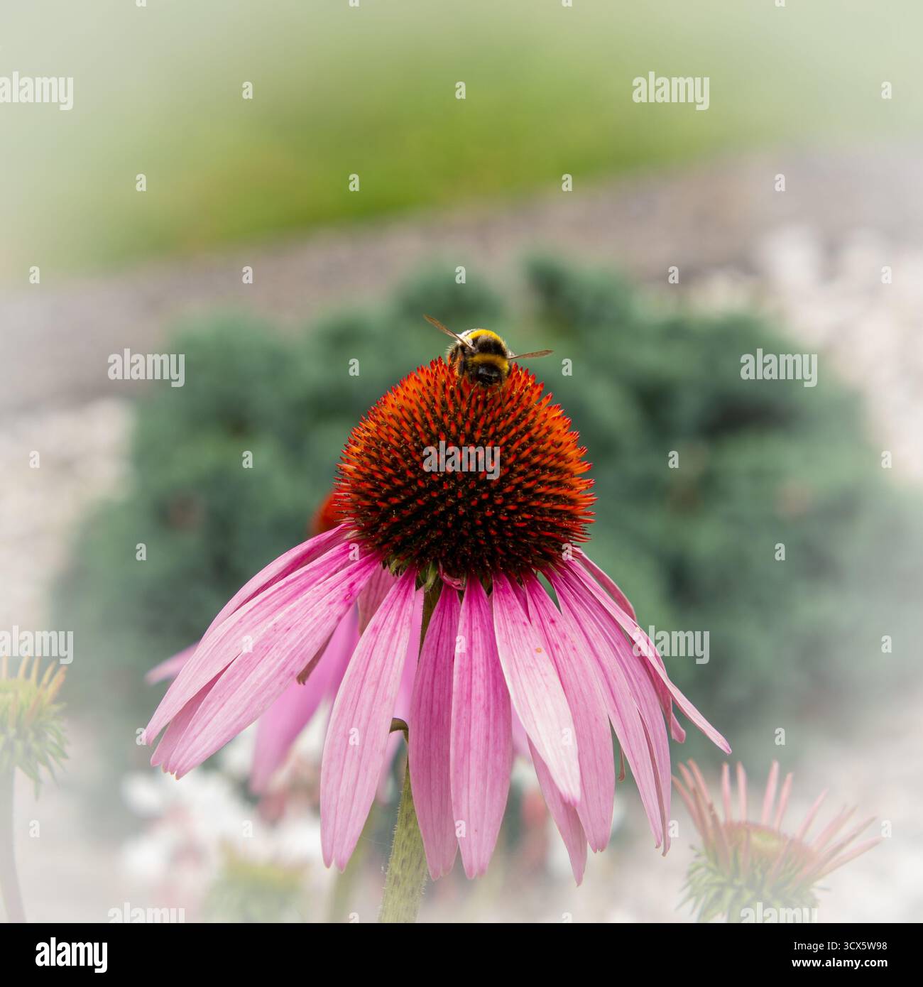 Bee working on coneflower hi-res stock photography and images - Alamy