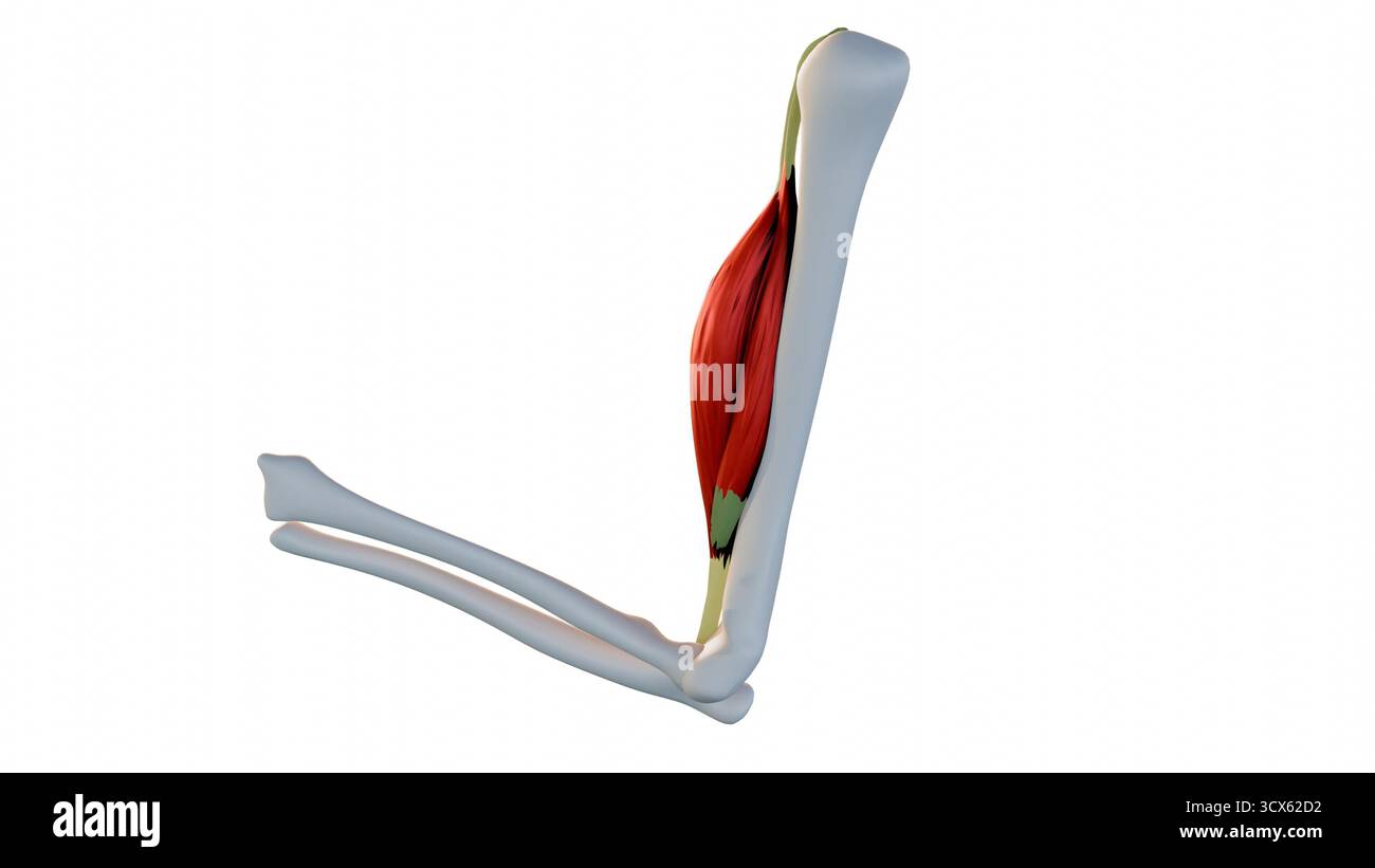 Flexion elbow Cut Out Stock Images & Pictures - Alamy