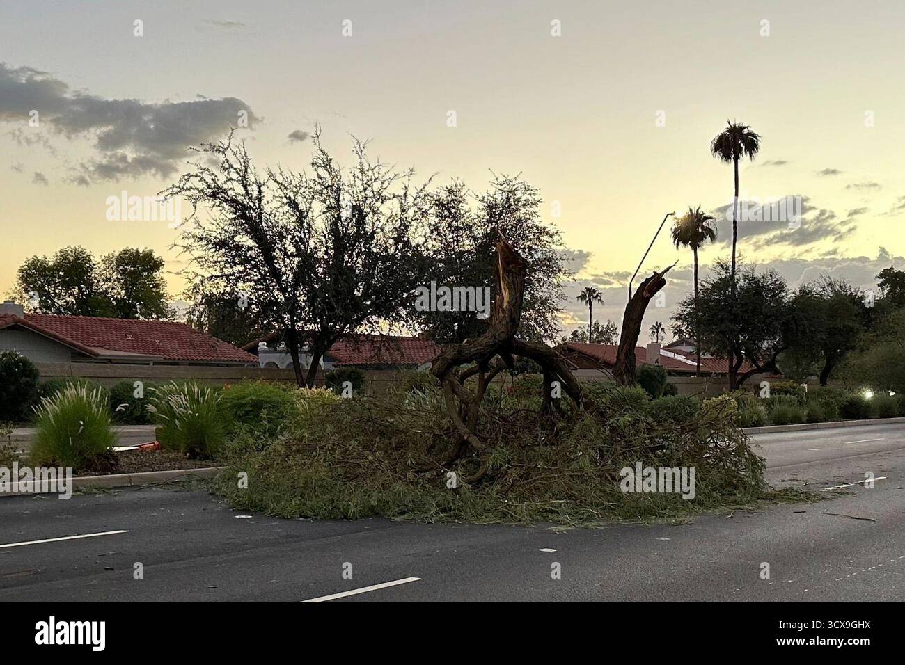 A destroyed tree sits in a street after a storm moved through on Monday ...