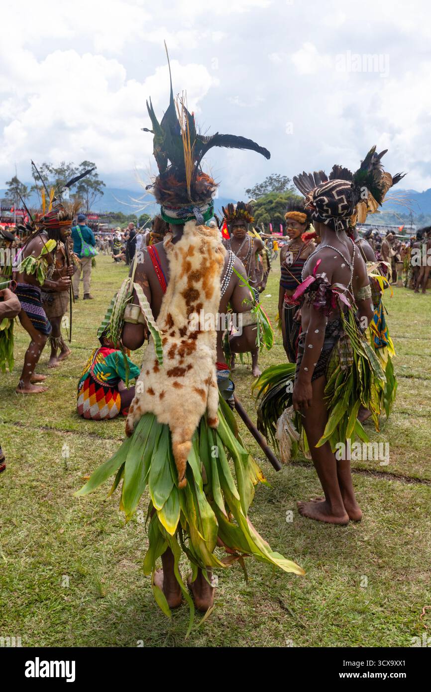Tribesman wearing the hide of a spotted cuscus, Goroka sing-sing ...
