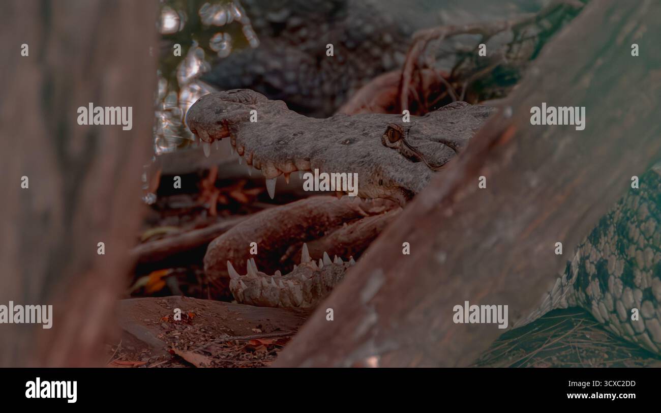 An American crocodile rests inside an enclosure at Playa Linda in ...