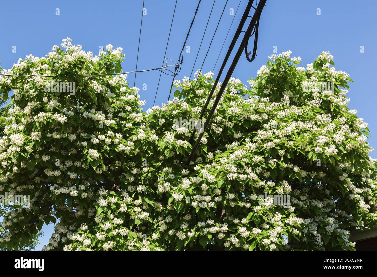 Catalpa speciosa - Northern Catalpa tree growing through residential ...