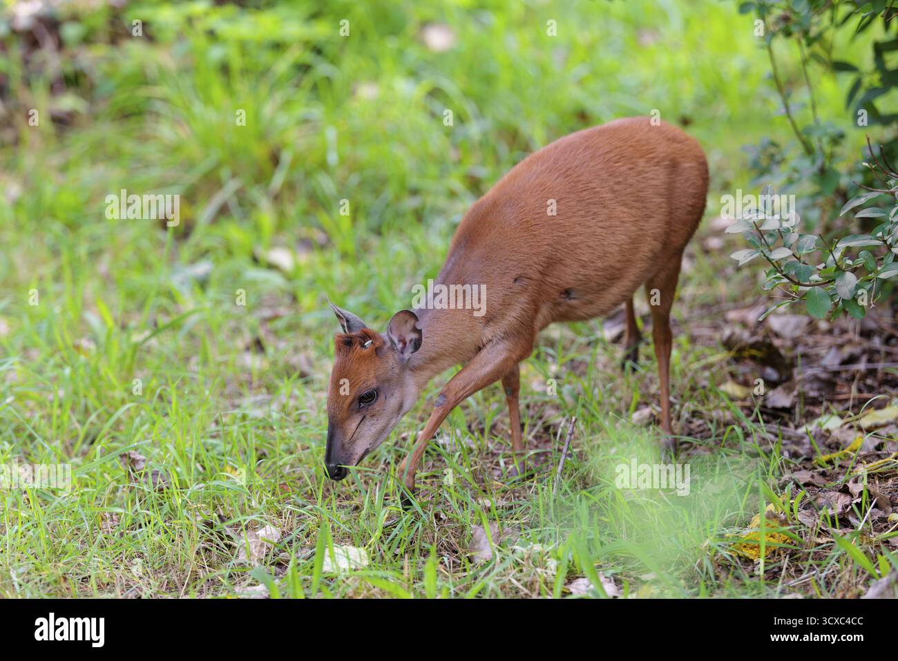 A female Red Forest Duiker (Cephalophus natalensis) stands in a green ...