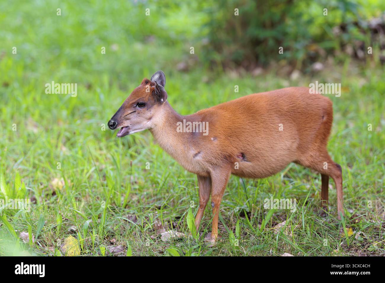 A female Red Forest Duiker (Cephalophus natalensis) stands in a green ...