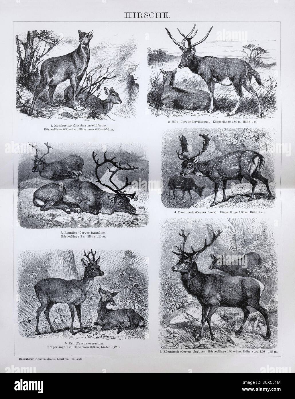 Plate Deer, Musk deer (Moschus moschiferus), Milu (Cervus Davidianus ...