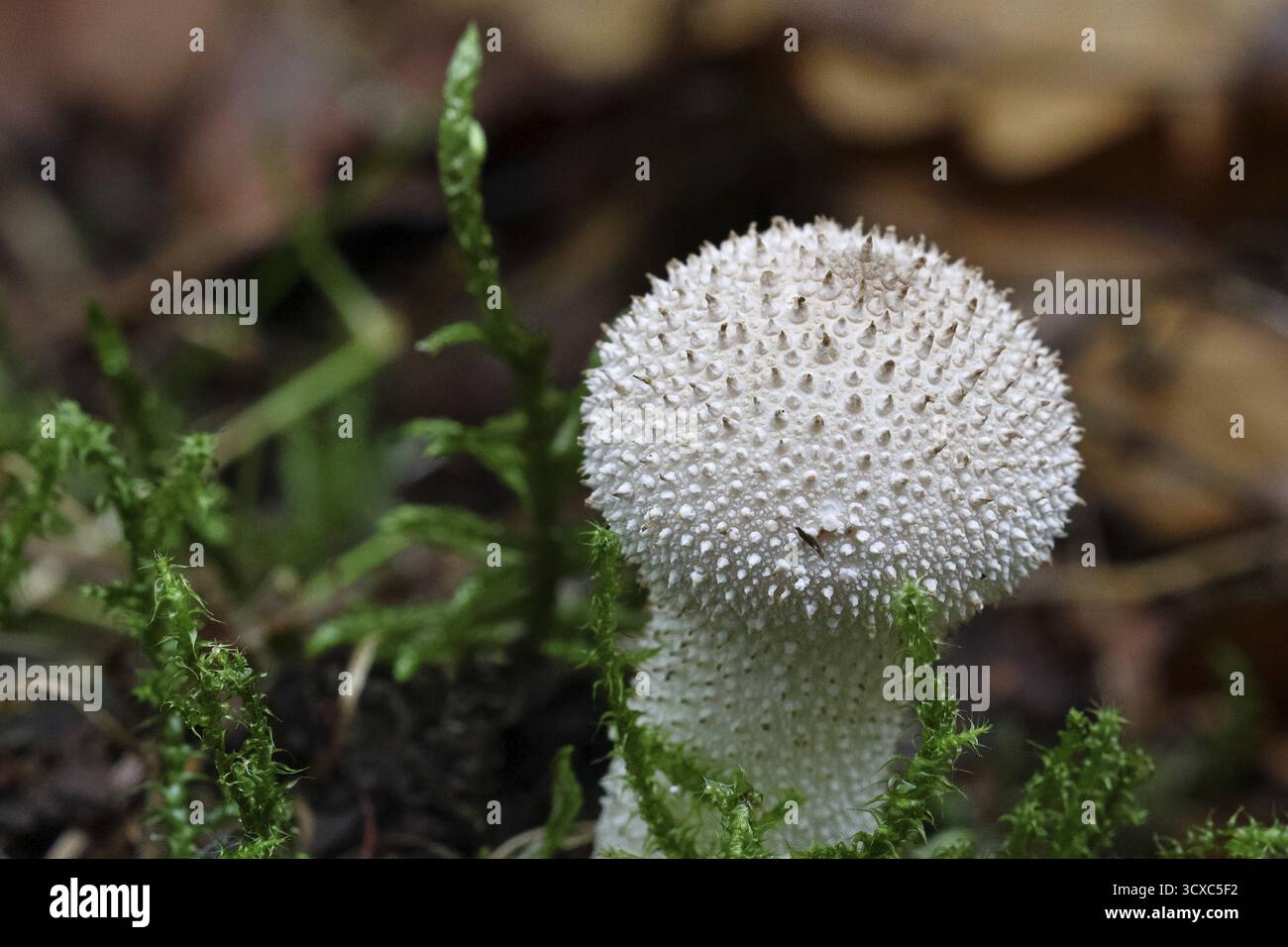 Bottle dust fungus, bottle dust fungus, bottle bovist, bottle bovist ...