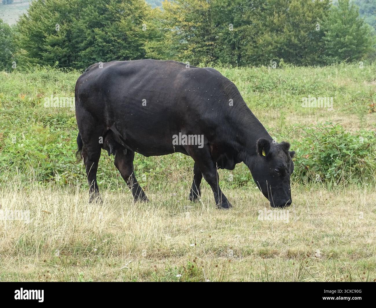 Black angus cow grazes grass hi-res stock photography and images - Alamy